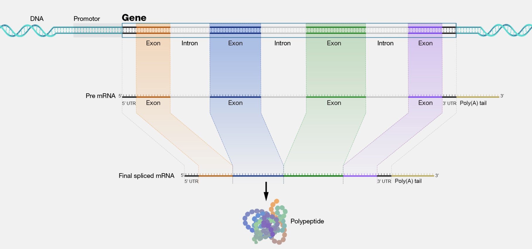 Gen là gì? Thông tin cơ bản về hệ gen ở người - NOVAGEN