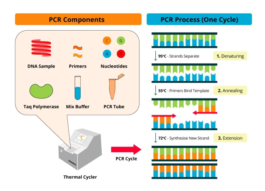 Kỹ thuật PCR là gì