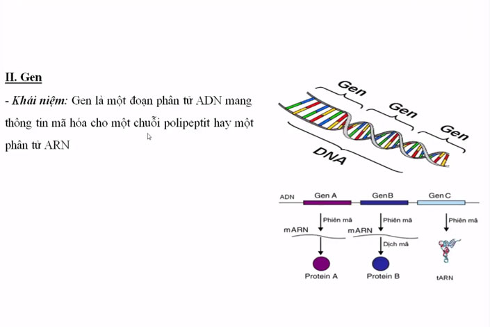 Tổng Hợp về Gen Mã Di Truyền và Quá Trình Nhân Đôi ADN