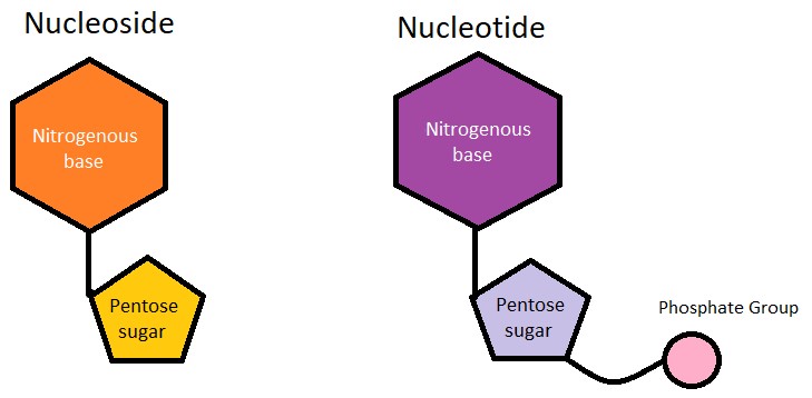 Nucleoside Vs Nucleotide