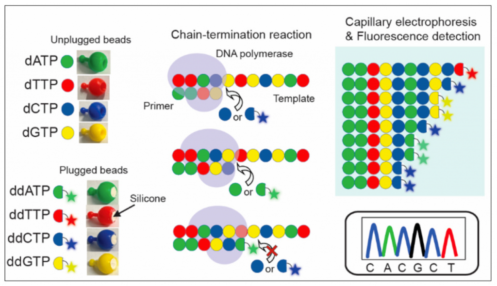 Giải trình tự Sanger là gì? - NOVAGEN