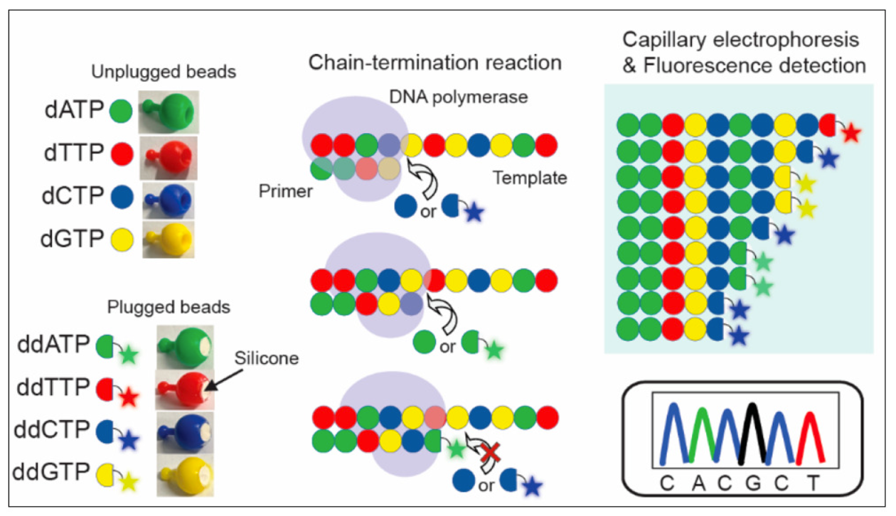 Giải trình tự Sanger là gì? - NOVAGEN