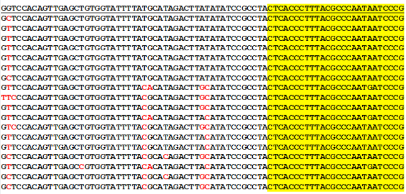 Nguyên lý giải trình tự thế hệ mới - NOVAGEN