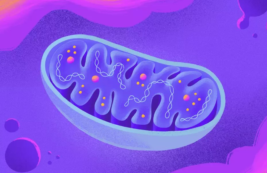 Bệnh ty thể là gì? - NOVAGEN