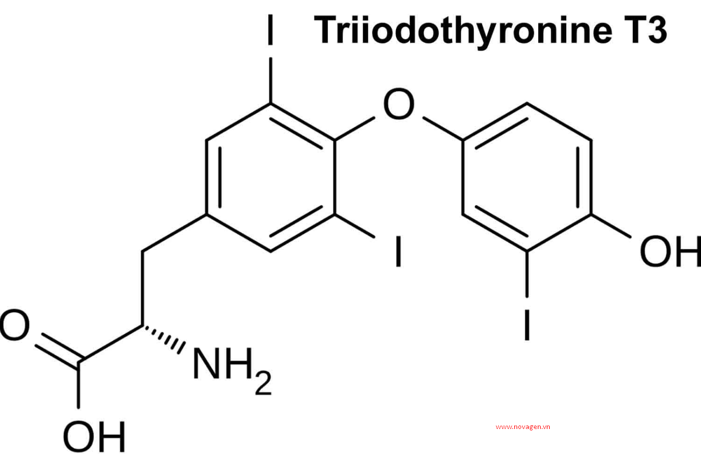 Hormone Triiodothyronine (T3) - NOVAGEN