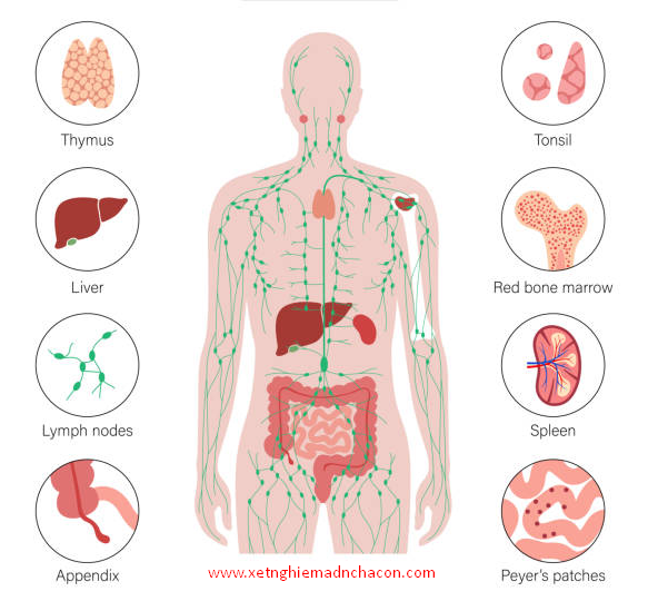 Tổng quan hệ miễn dịch ở người - NOVAGEN