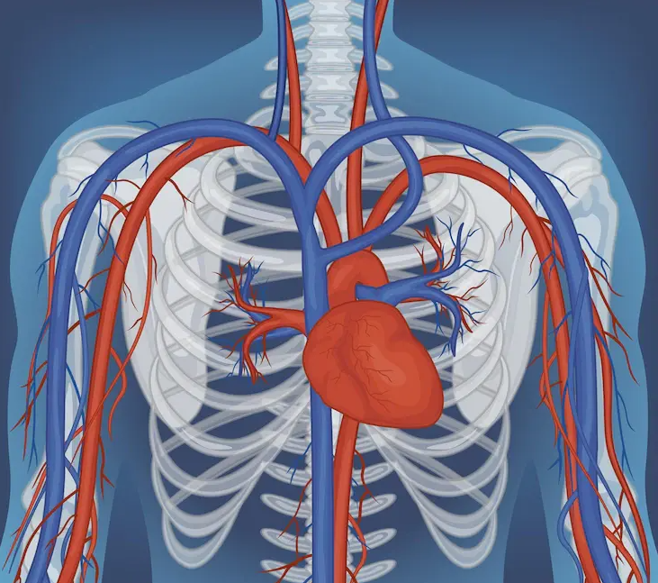 Tổng quan về Động mạch - NOVAGEN