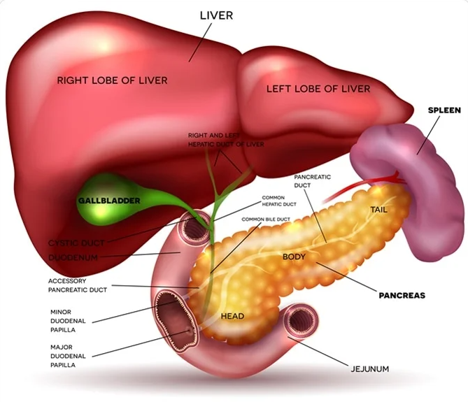 Tổng quan về Lá lách - NOVAGEN