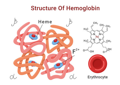 Tổng quan về Hemoglobin - NOVAGEN