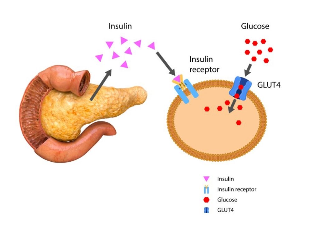 Tổng quan về Glucose - NOVAGEN